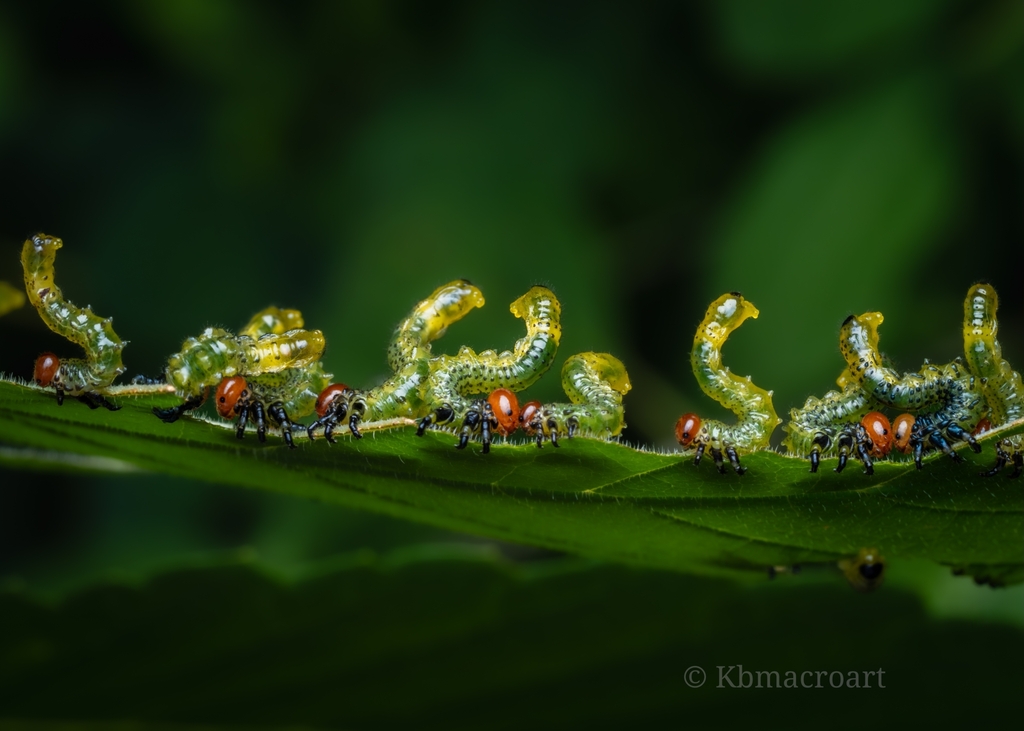 Azalea Argid Sawfly from Spring Grove, IL 60081, USA on August 17, 2023 ...