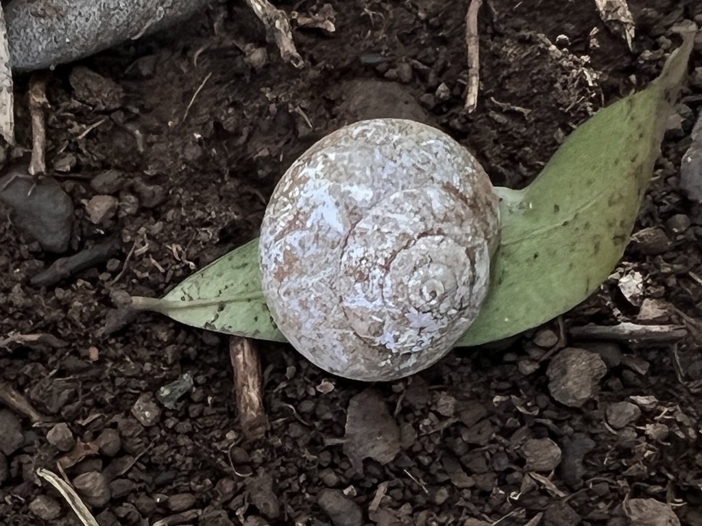 Cumberland plain land snail in August 2023 by John Smith. dead as a dodo · iNaturalist