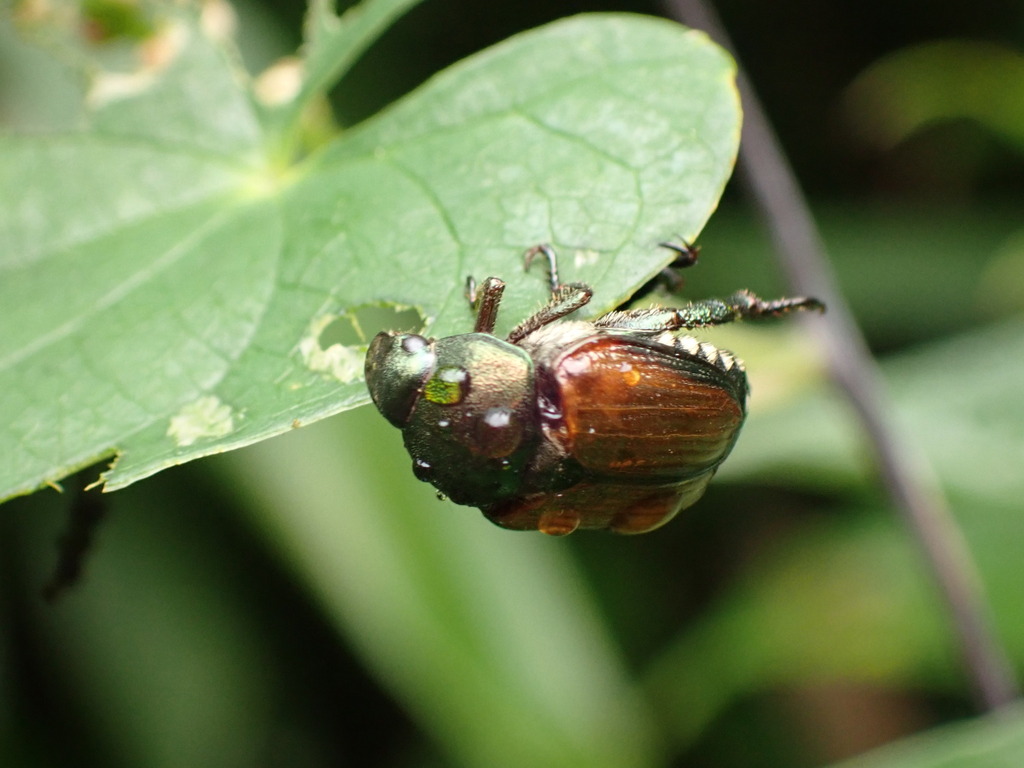 Japanese Beetle from Kamiharacho, Shobara, Hiroshima 727-0022, Japan on ...