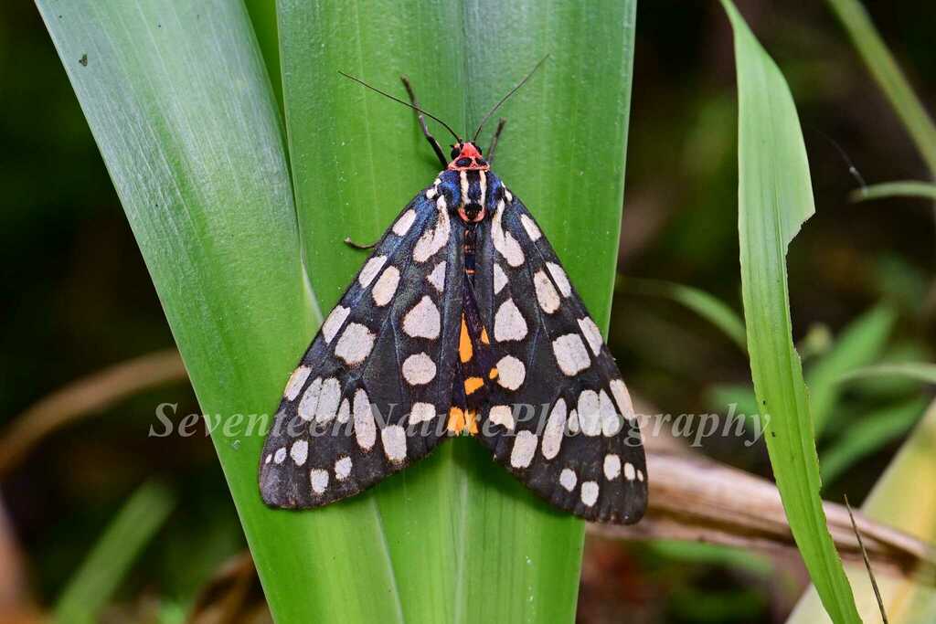 Callindra principalis from 中国四川省眉山市洪雅县 on August 7, 2023 at 03:55 PM by ...