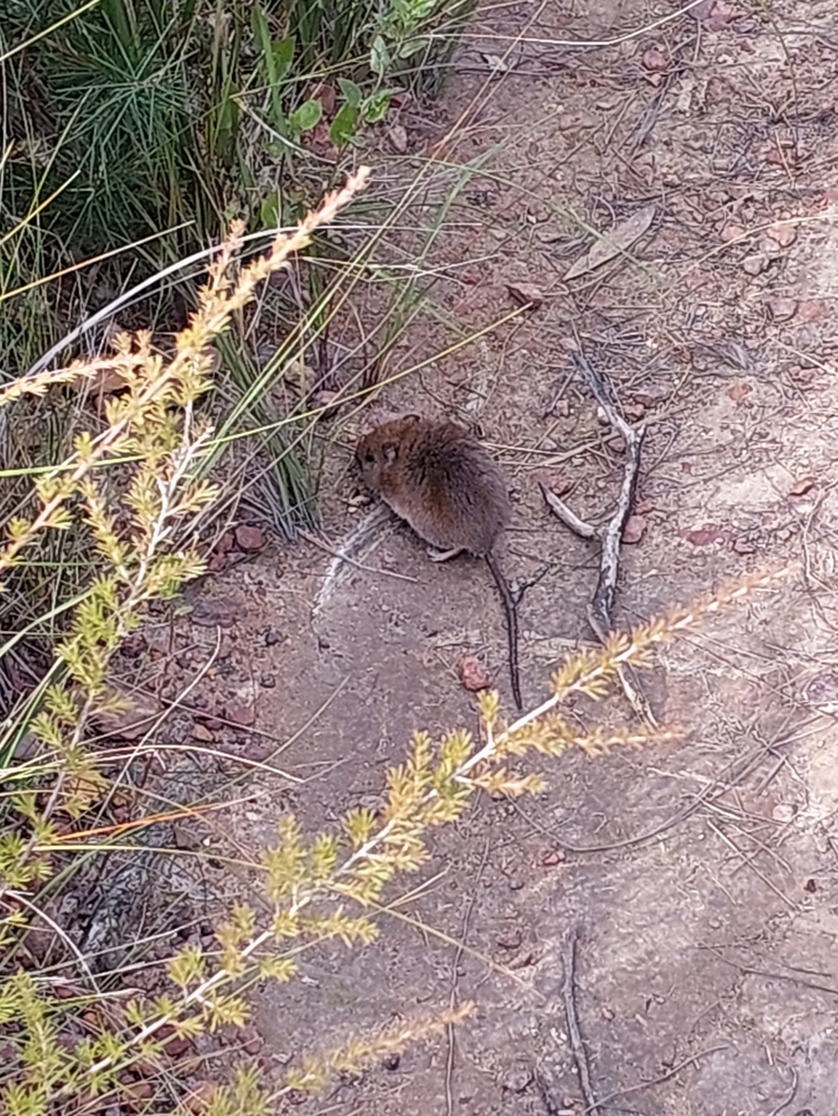 Australian Bush Rat from Green Cape NSW 2551, Australia on August 17 ...