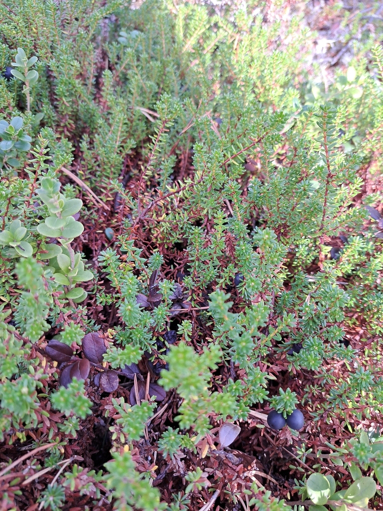 black crowberry from Inari on August 18, 2023 at 01:33 PM by Anna-Leena ...