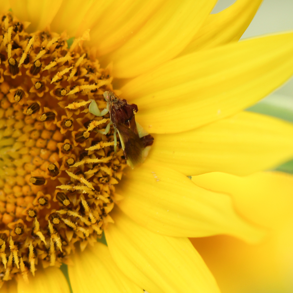 Pennsylvania Ambush Bug from 160 Jackson Mill Rd, Weston, WV 26452, USA ...
