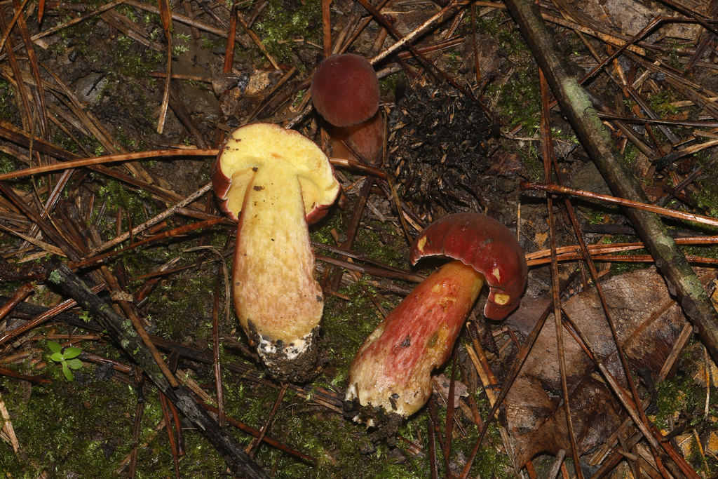Boletus patrioticus in August 2023 by Flown Kimmerling · iNaturalist