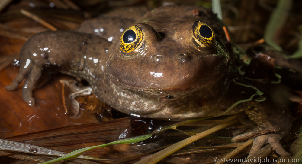 Oregon Spotted Frog in March 2013 by Steven David Johnson. A small ...