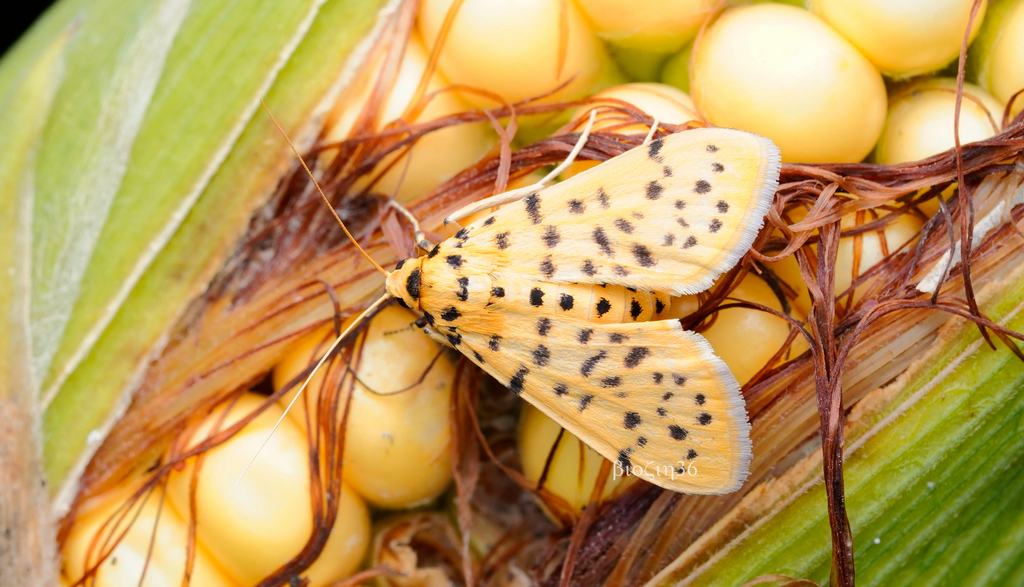 Yellow Peach Moth from 中国四川省眉山市洪雅县 on August 6, 2023 at 07:41 PM by ...