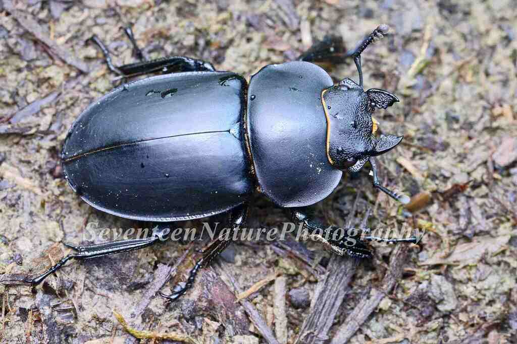 Neolucanus from 中国四川省眉山市洪雅县 on August 7, 2023 at 08:35 PM by 石柒 ...