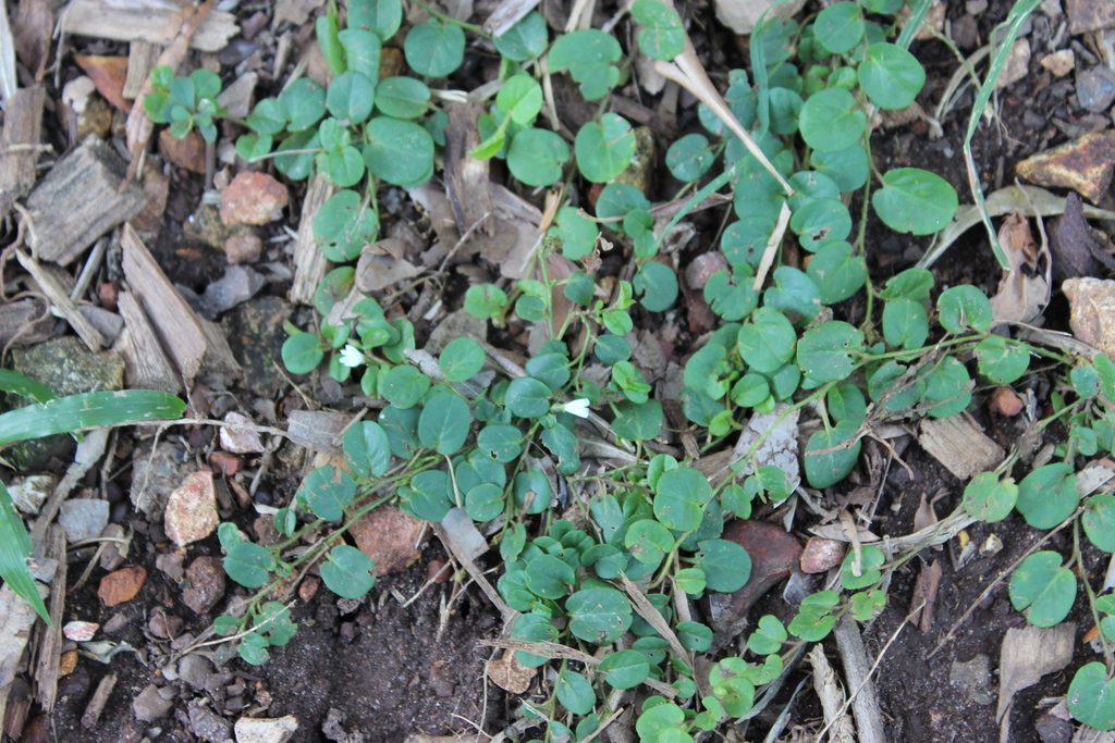 Dwarf Morning Glory from Darwin NT, Australia on August 18, 2023 at 05: ...