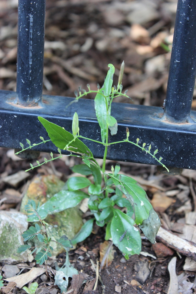 Green Chiretta from Darwin NT, Australia on August 18, 2023 at 05:53 PM ...