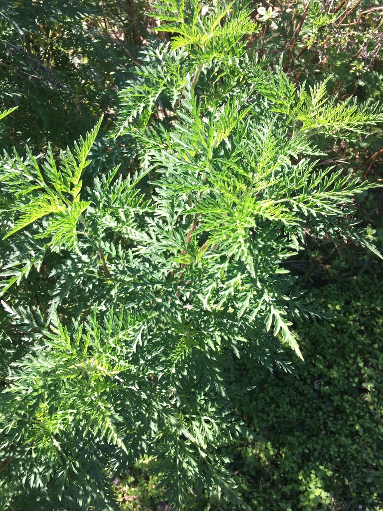 common ragweed from Lovers Key State Park, Bonita Springs, FL, US on ...