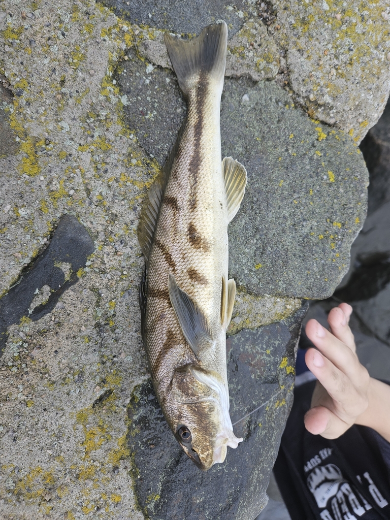 Northern Kingfish from Bristol, RI 02809, USA on August 18, 2023 at 08: ...