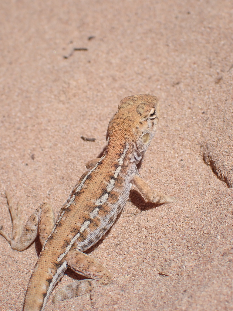 Spotted Dragon from Kalbarri Ward, Kalbarri, WA, AU on August 17, 2023 ...