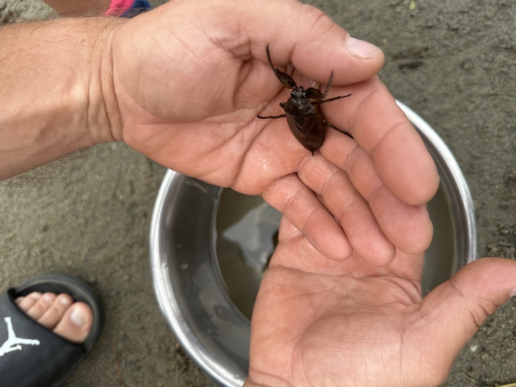 American Giant Water Bug from Marten River Provincial Park, Temagami ...
