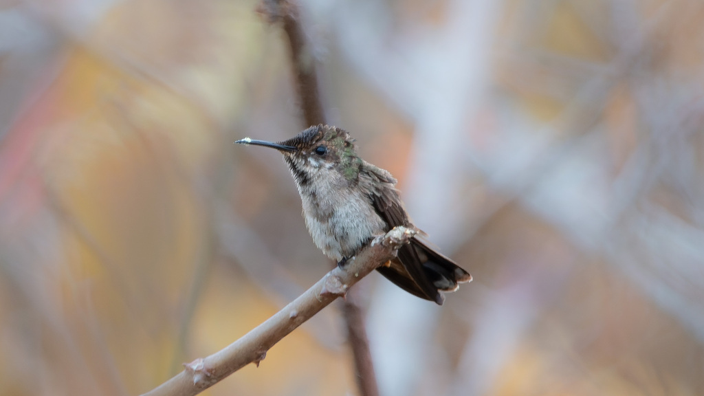 Ruby-topaz Hummingbird from Boa Nova - State of Bahia, Brazil on ...