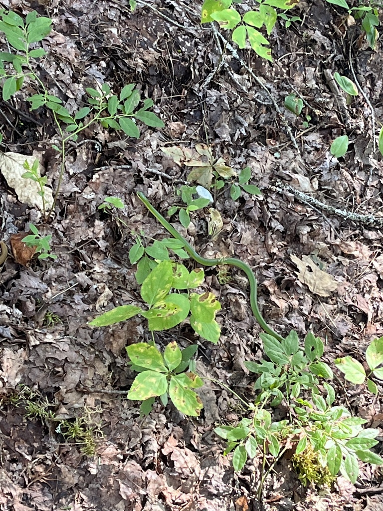 Smooth Greensnake from Acadia National Park, Southwest Harbor, ME, US ...