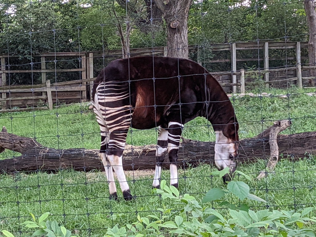 Okapi in August 2023 by Kevin Miller-Conley. Omaha Zoo · iNaturalist