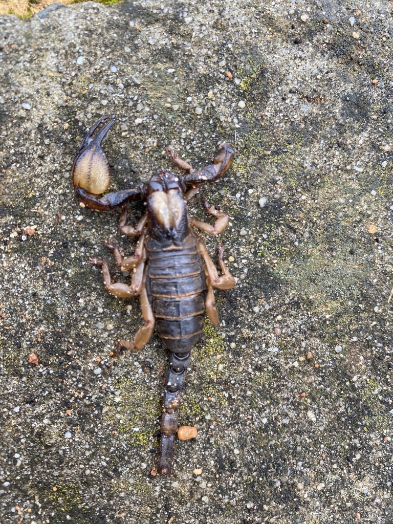 Cape Burrowing Scorpion from Race Course Road, Durbanville, WC, ZA on ...