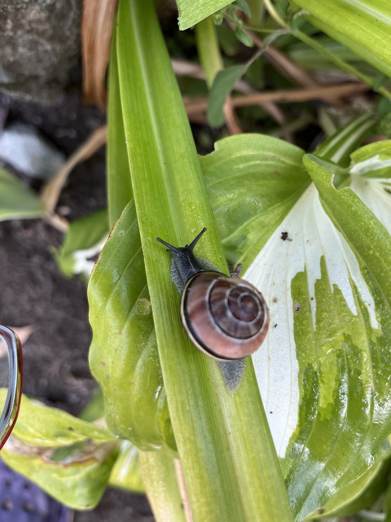 Brown-lipped Snail from Gibson St, Tofino, BC, CA on August 18, 2023 at ...