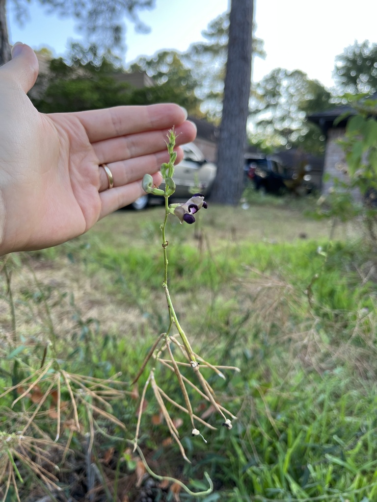 Phasey Bean from Round Spring Dr, Houston, TX, US on August 12, 2023 at ...