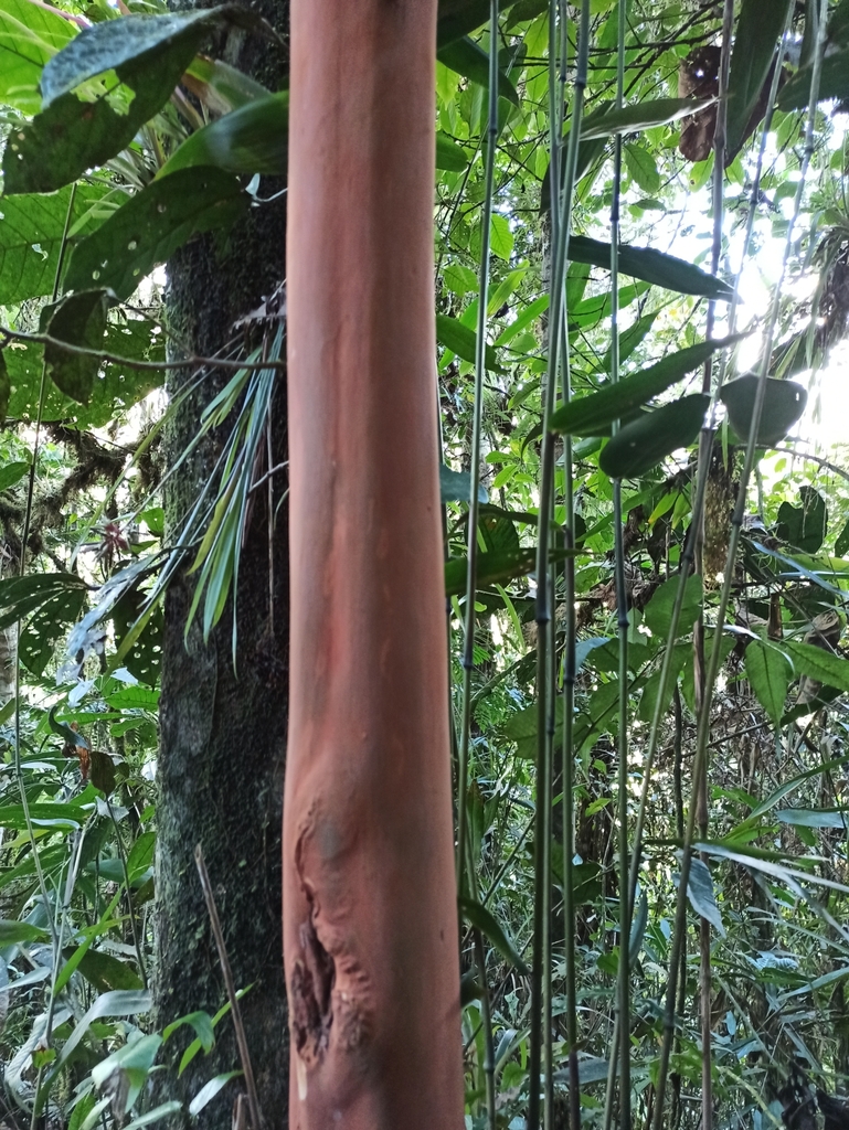 Calycophyllum from Zurmi, Ecuador on August 17, 2023 at 04:02 PM by ...