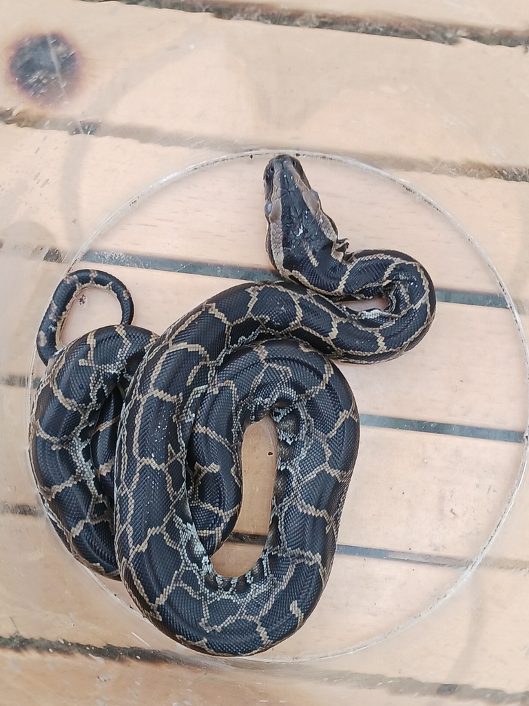 Burmese Python in August 2023 by Sunny Chan · iNaturalist
