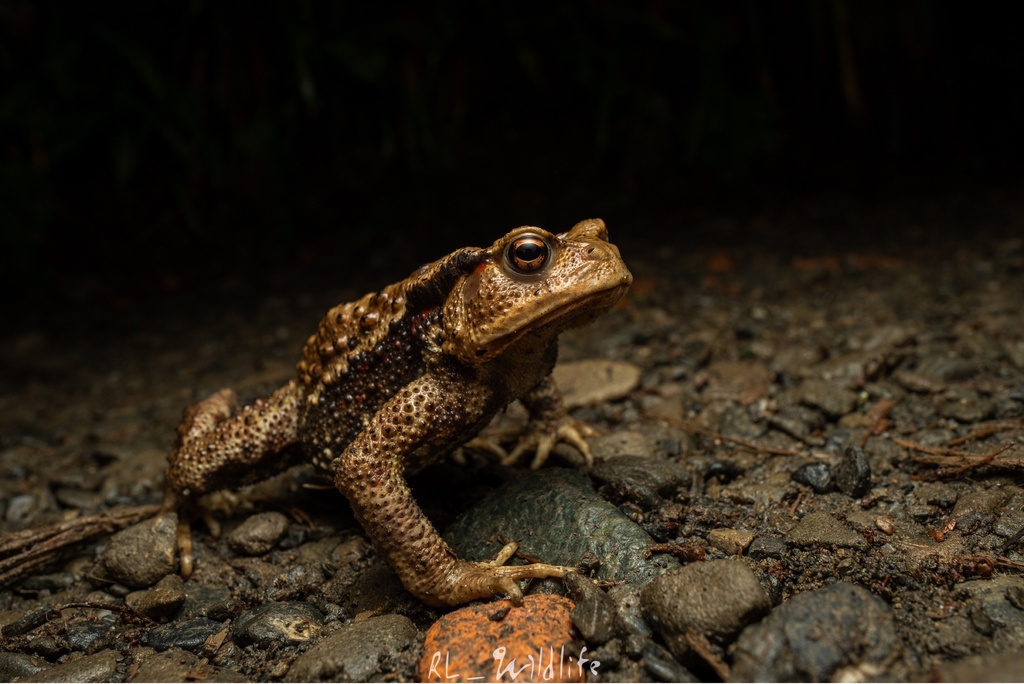 Eastern-Japanese Common Toad from 明治之森高尾國定公園, 八王子市, 東京, JP on June 10 ...