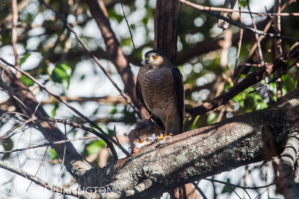 Sharp-shinned Hawk from Swarthmore, PA 19081, USA on February 22, 2016 ...