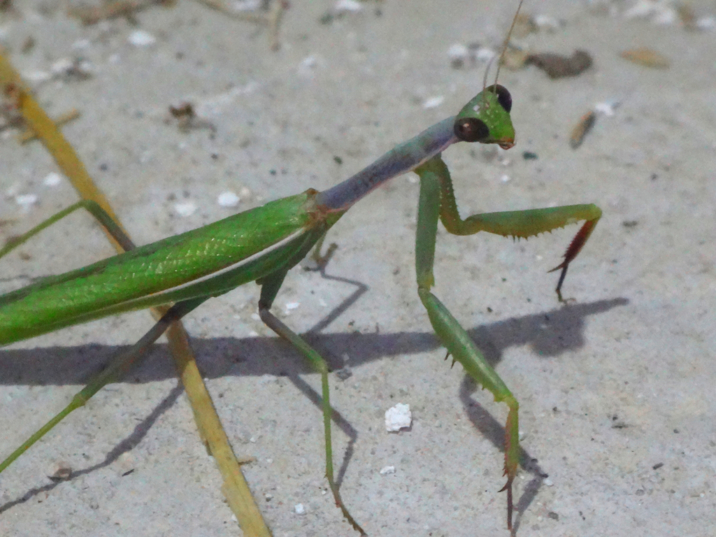 Mediterranean Mantis from Alicante, España on August 12, 2023 at 10:00 ...
