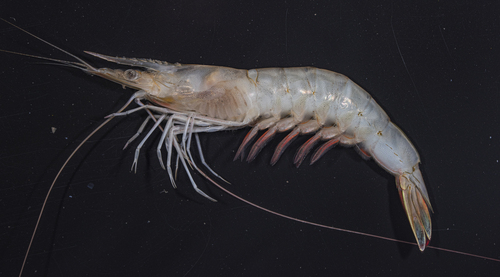Fleshy prawn (Penaeus chinensis) · iNaturalist