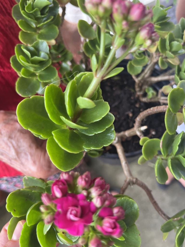 Kalanchoes from Panama City Beach Pkwy, Panama City Beach, FL, US on ...