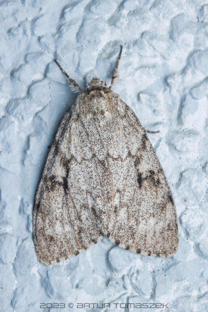 Lymantria sinica in August 2023 by Artur Tomaszek · iNaturalist