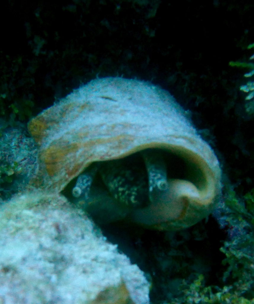 Queen Conch from México on August 17, 2023 at 06:50 PM by Cesar Sposaro ...