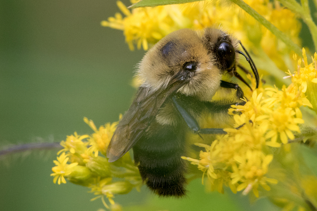 Brown-belted Bumble Bee from Alburgh, VT 05440, USA on August 17, 2023 ...
