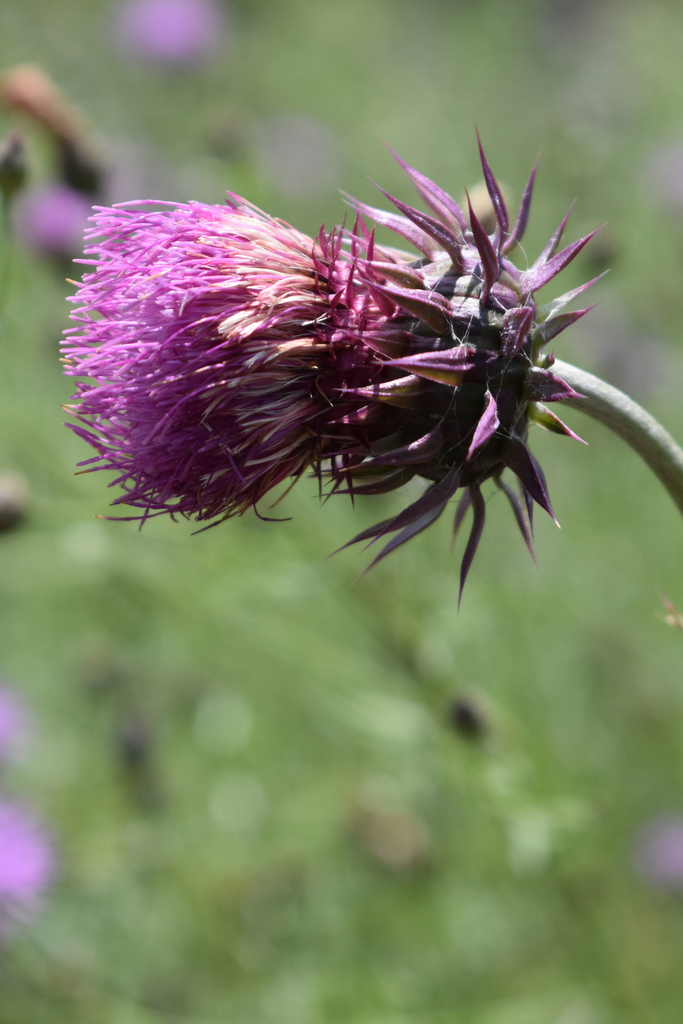 musk thistle from Mono, ON, Canada on July 21, 2023 at 02:59 PM by ...