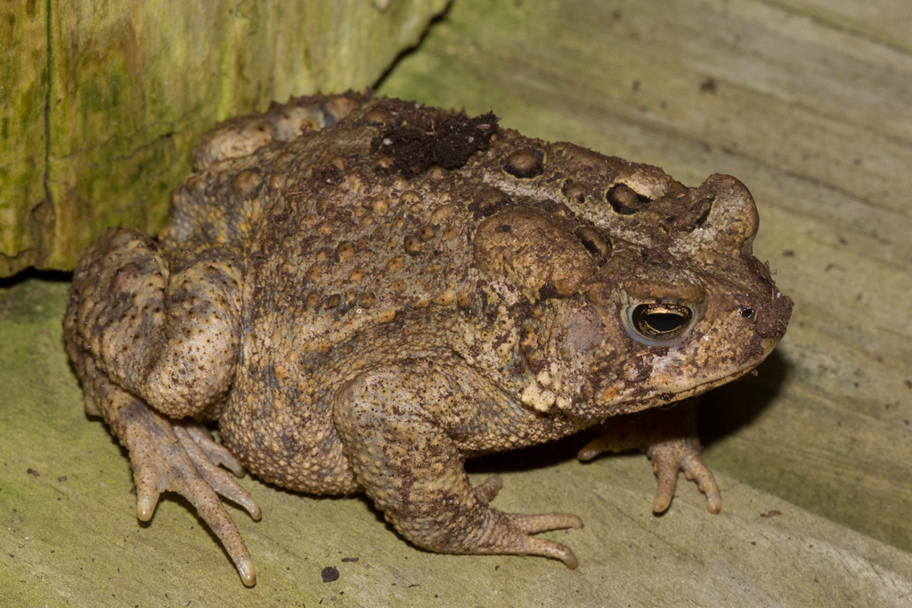 American Toad from Grand Isle, VT 05458, USA on August 16, 2023 at 10: ...