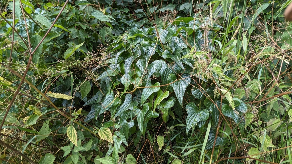 Black Bryony from Eridge Green, Rotherfield, Tunbridge Wells TN3 9LG ...