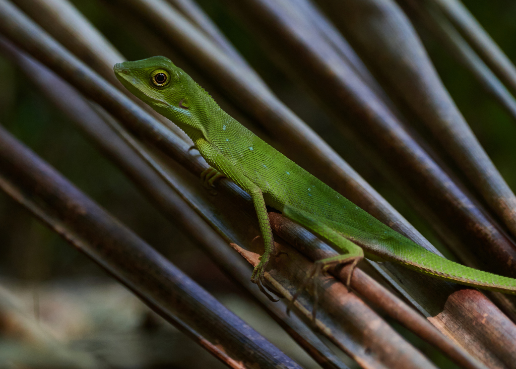 Southeast Asian Green Forest Lizards in July 2023 by Jamal Kabir ...