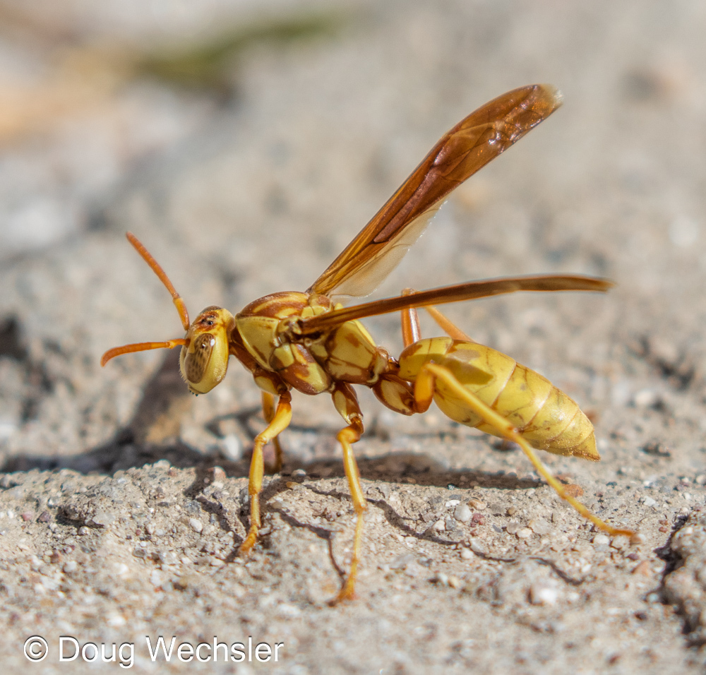 Golden Paper Wasp from Pima, Arizona, United States on April 6, 2023 at ...
