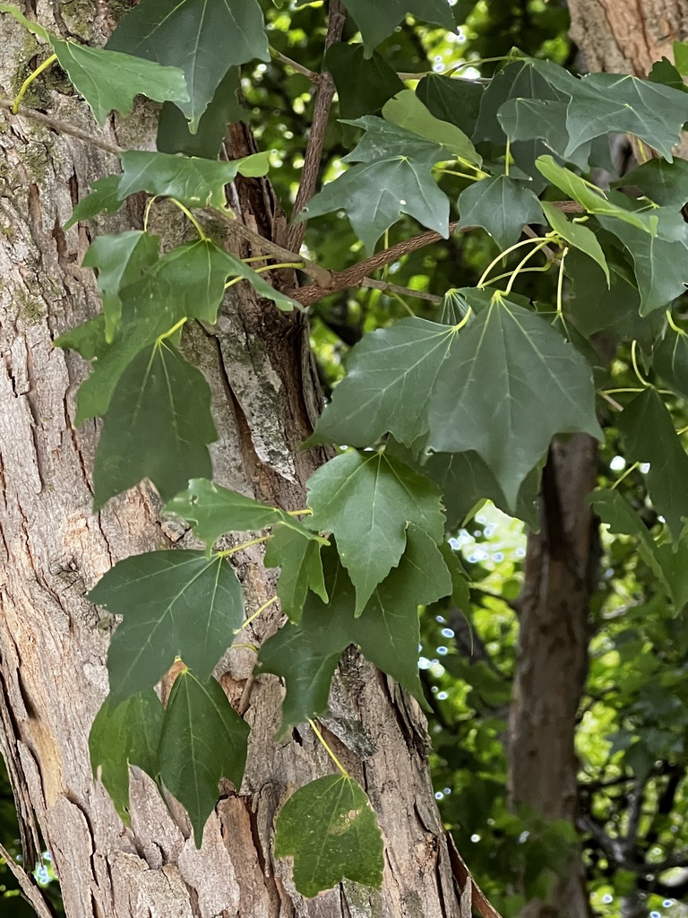 Trident maple from Parkhurst Park, Arlington, VA, US on August 18, 2023 ...