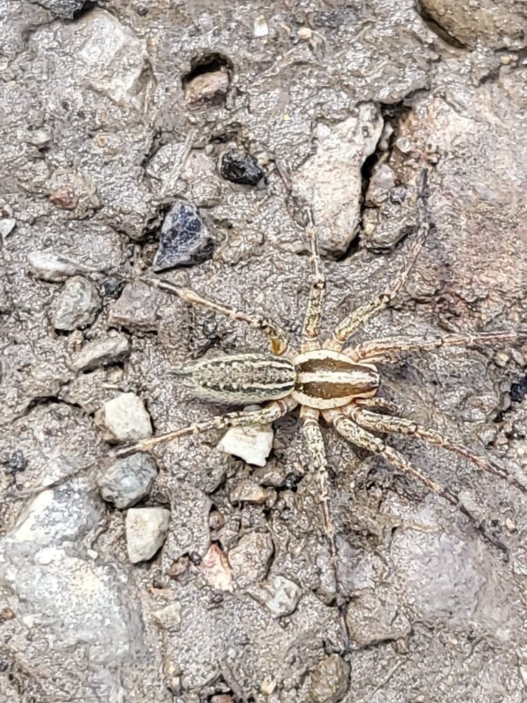 Grass Spiders from 15770 State Route 691, Nelsonville, OH 45764, USA on ...