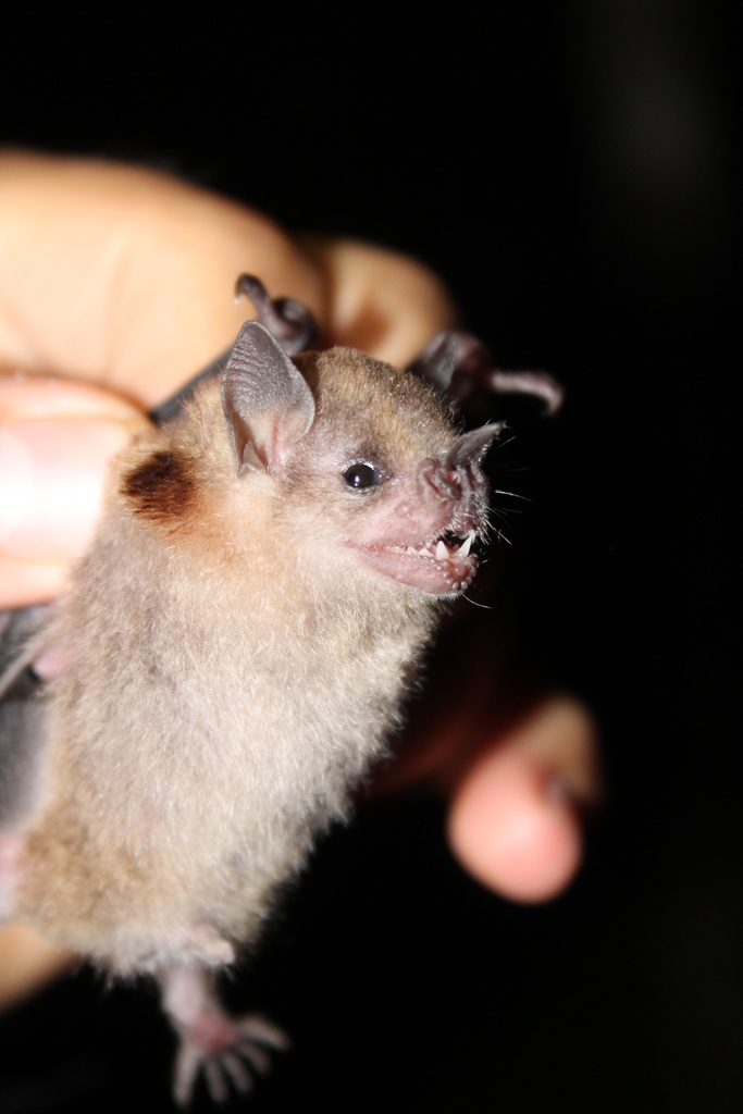 Northern Yellow-shouldered Bat from Puerto Morelos, Q. Roo., MX on May ...
