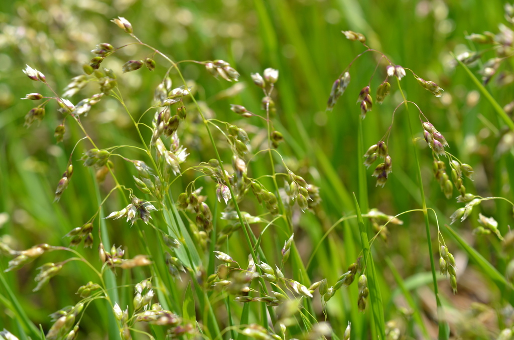 northern sweetgrass from Bath Nature Preserve Ohio on April 30, 2013 at ...