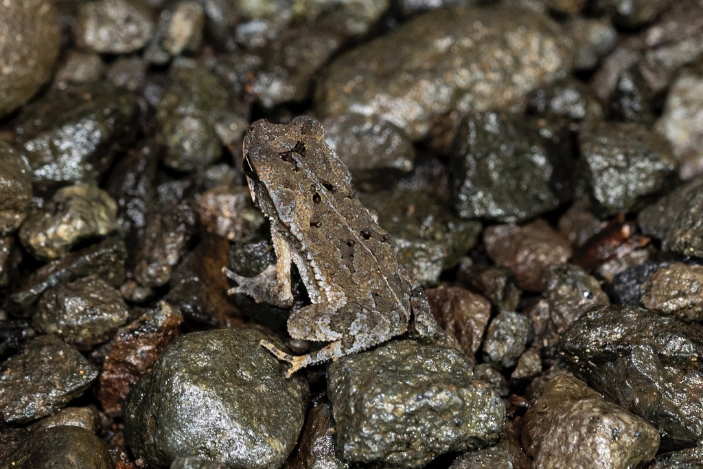 Central American Toads from San Carlos, Alajuela, CR on July 7, 2023 at ...