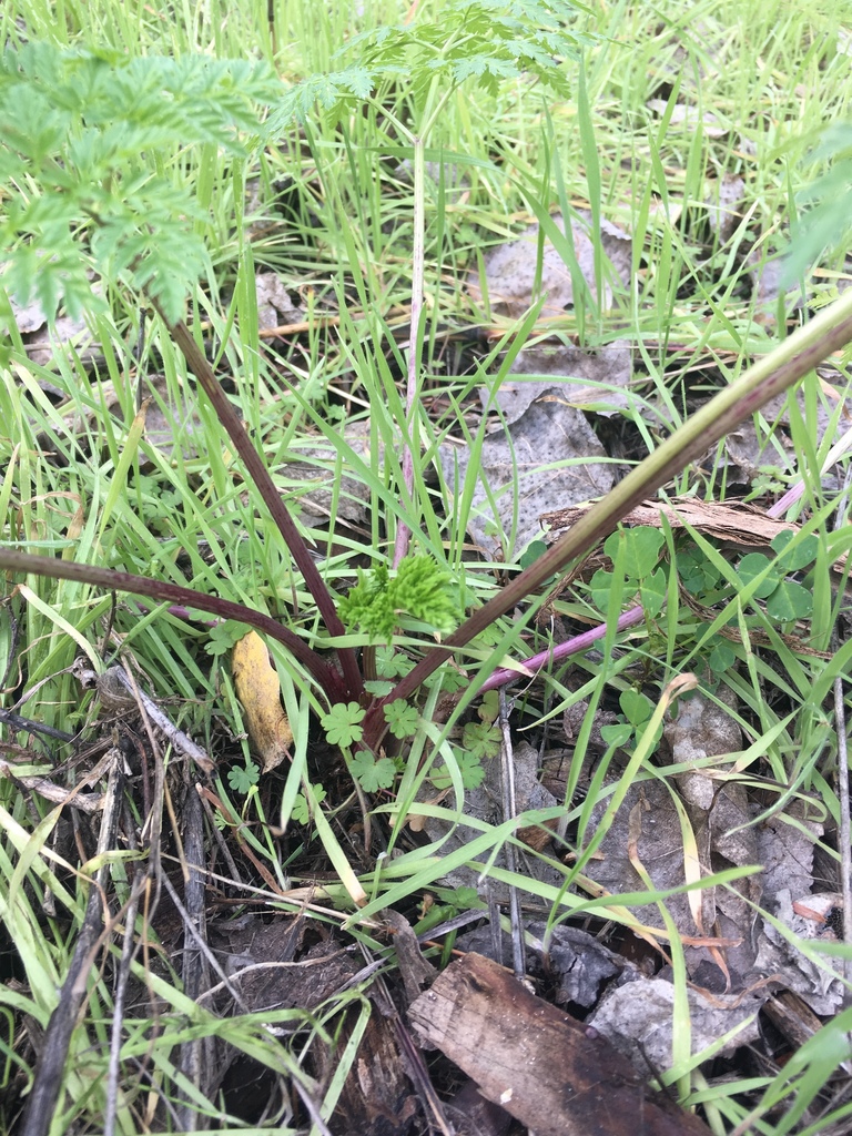 poison hemlock on February 07, 2019 at 01:03 PM by Liana Hua. Purple ...