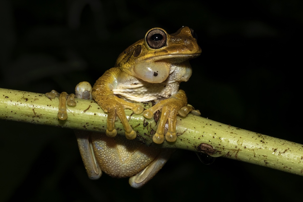 Mosquito Coast Tree Frog from San Carlos, Alajuela, CR on July 7, 2023 ...