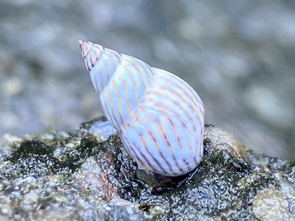 Zebra Periwinkle from Trinidad, Trinidad and Tobago, TT on August 17 ...