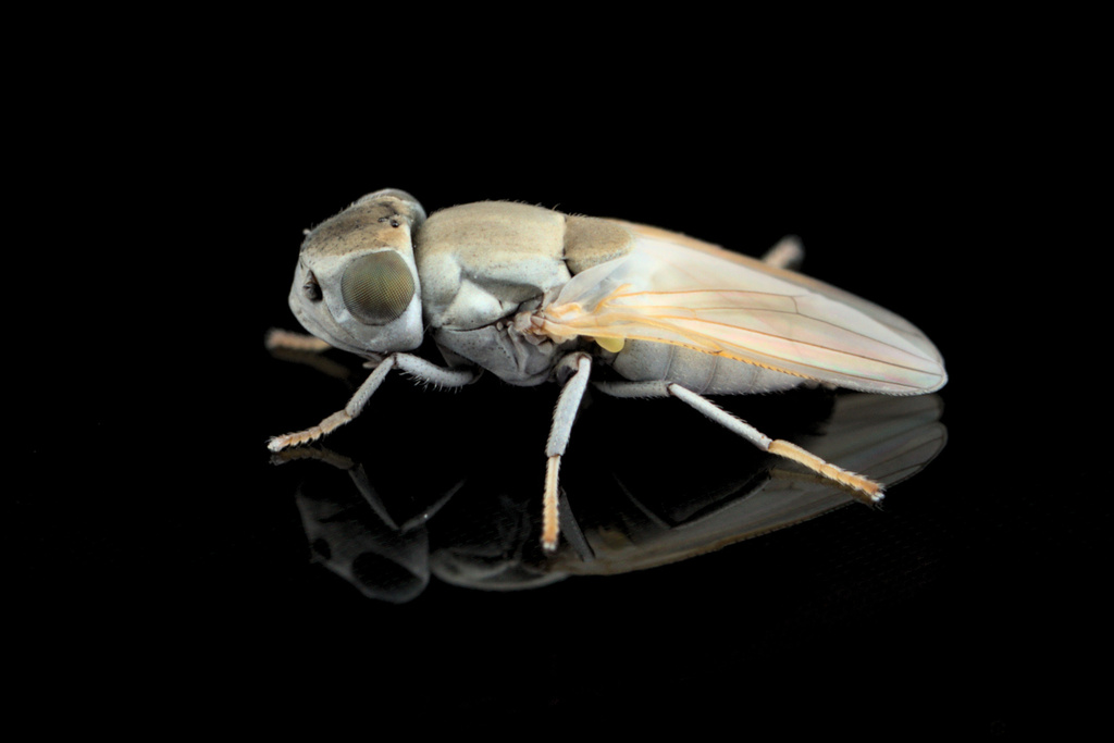 Lipochaeta slossonae from Hidalgo County, TX, USA on March 13, 2018 by ...