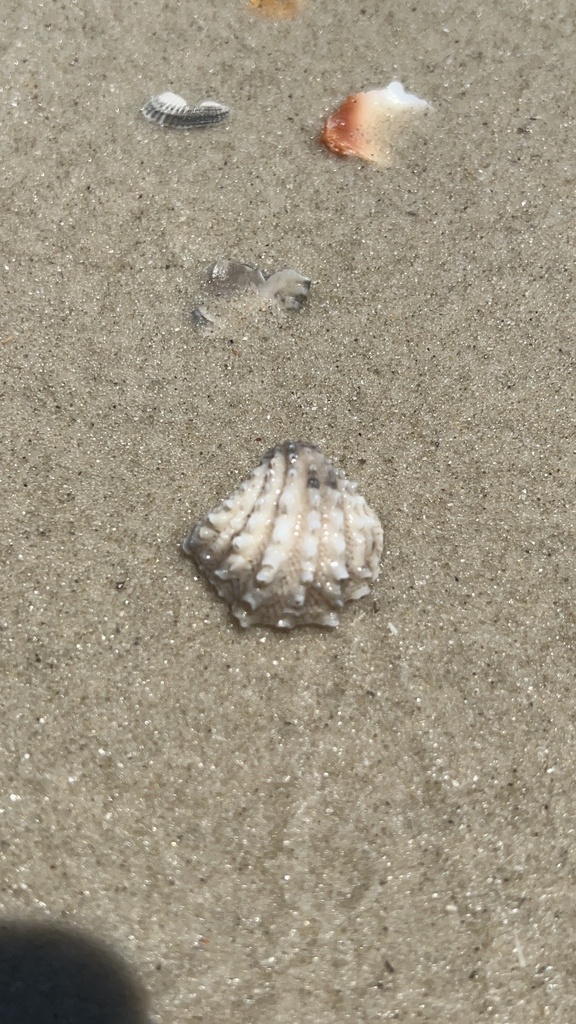 Spiny Jewel Box from Gulf Islands National Seashore, MS, US on August ...