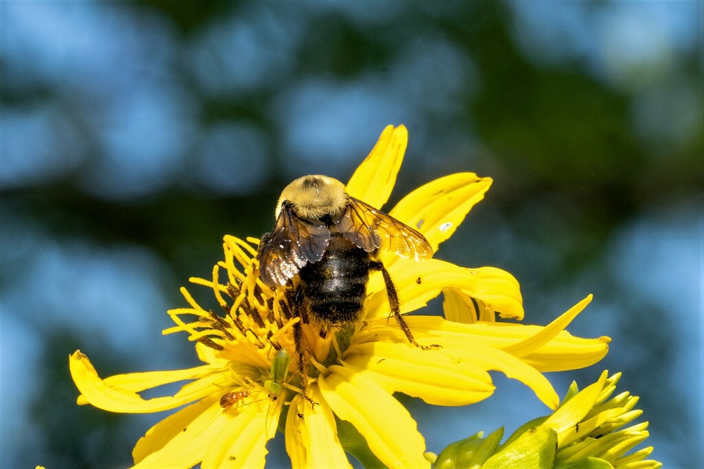 Brown-belted Bumble Bee from Lancaster County, NE, USA - Denton Prairie ...