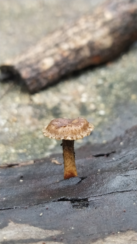 Sulcate Sunhead from 40964 Gro., México on August 4, 2023 at 05:04 PM ...